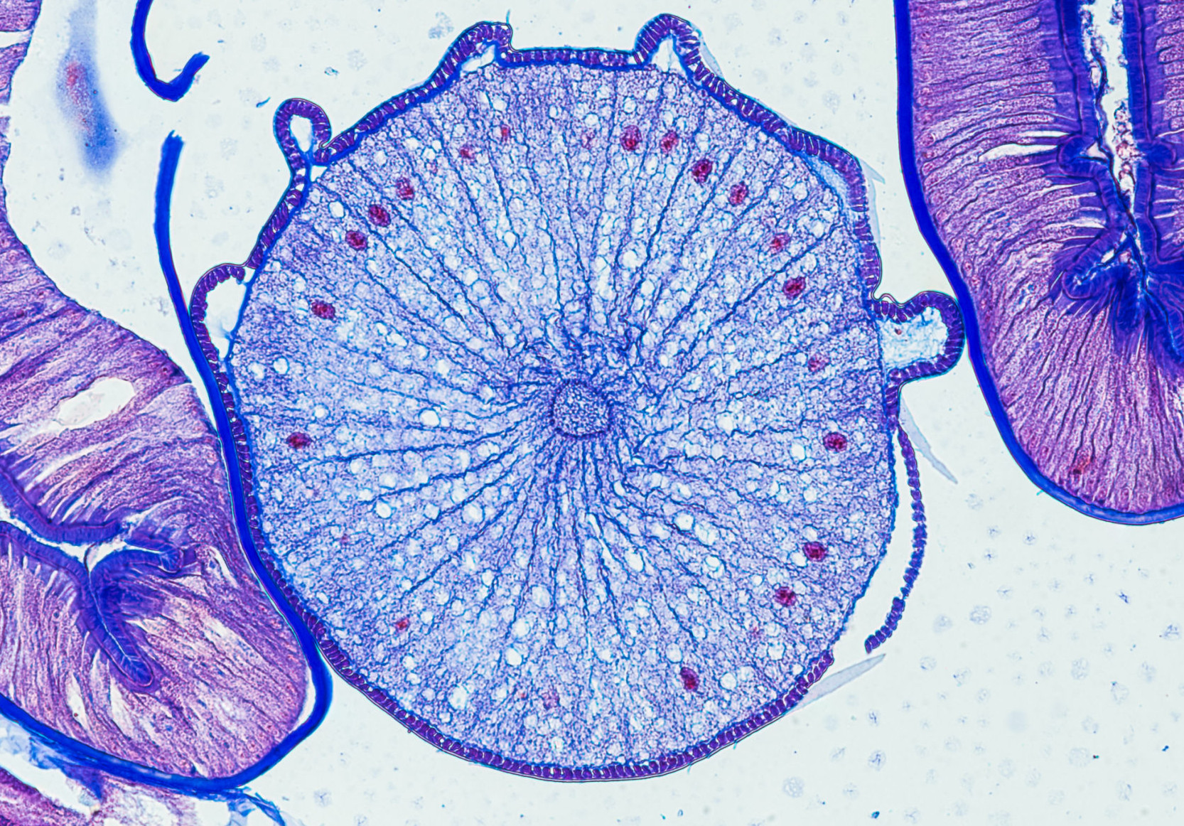 Discovery of New Nematode Species That Could Protect Crops Without ...